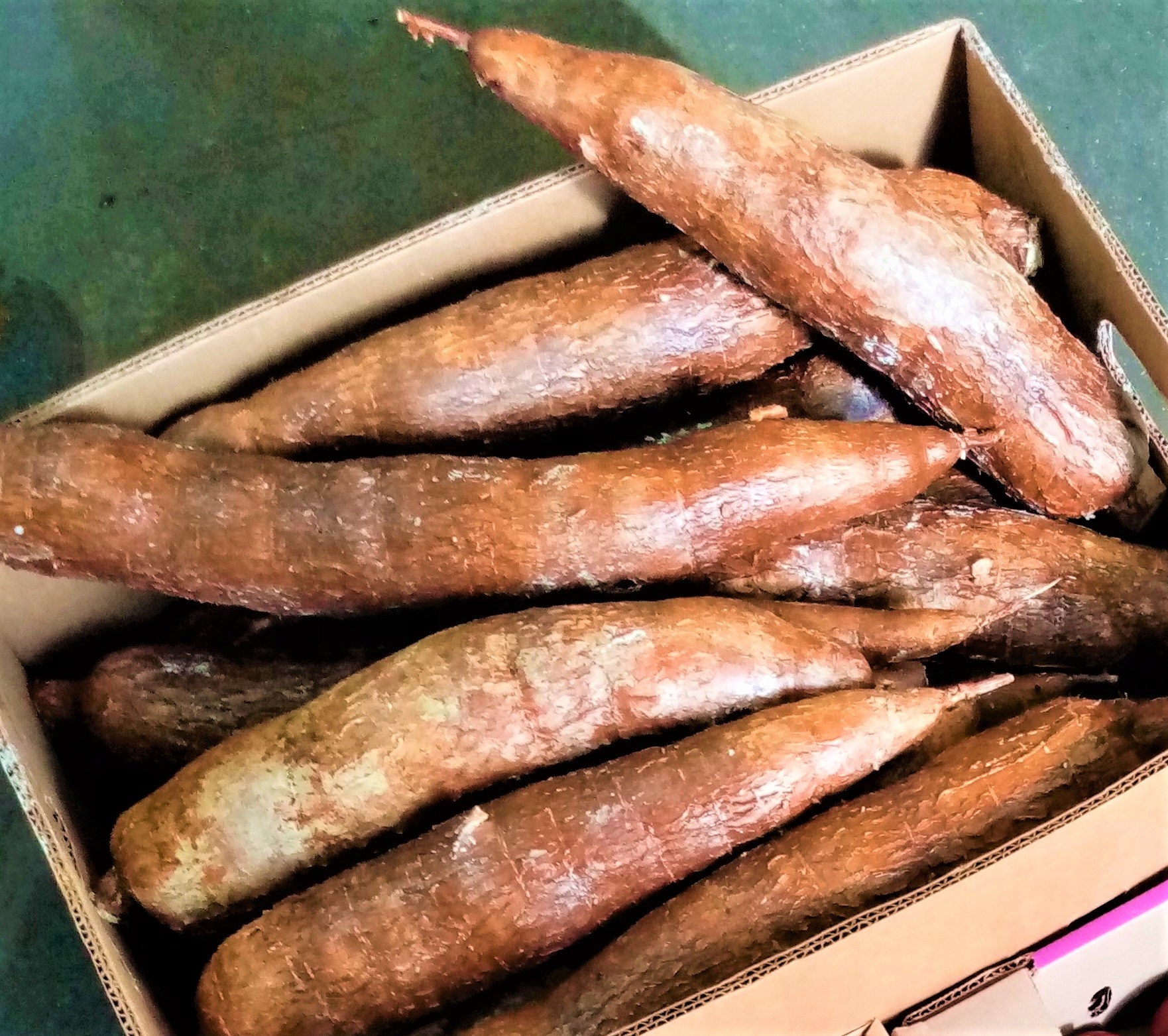 MANIOK jadalny świeży , CASSAVA - 5kg (5907558268164) • Cena, Opinie ...