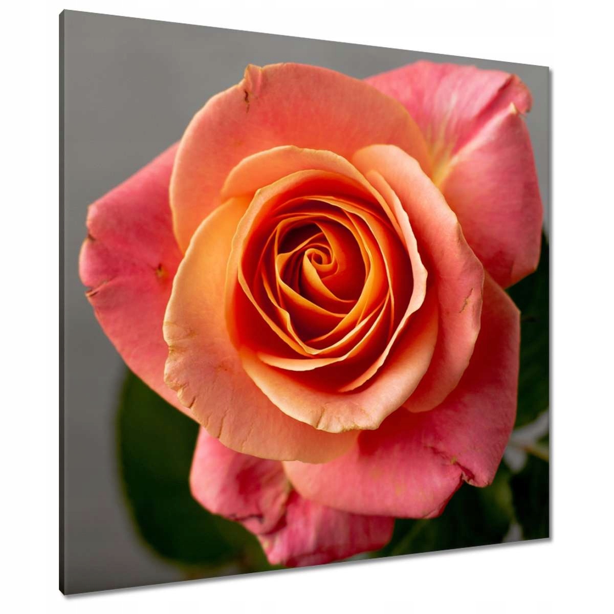 90x90-es Képek Rózsa Virág Virágok Rózsák, • Ár, Vélemények - Allegro