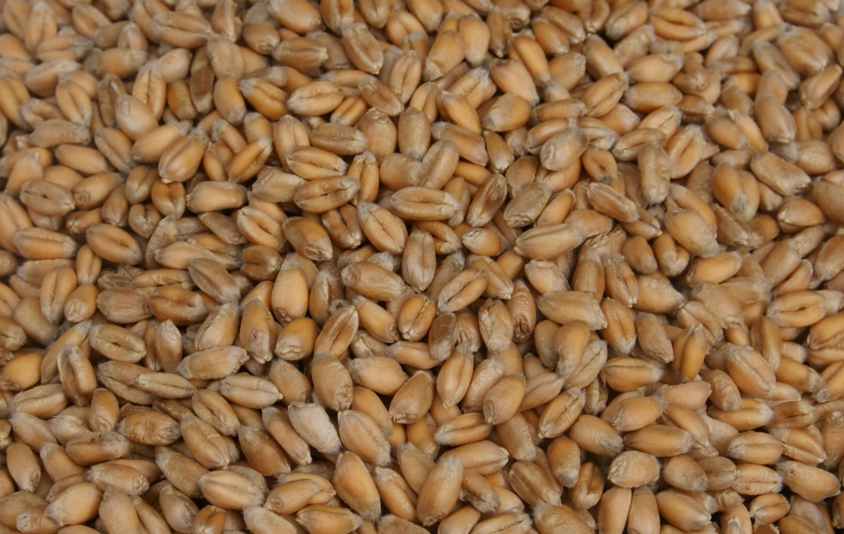 Pszenica Ozima Bulldozer - Nasiona roślin - Największy wybór nasion ...