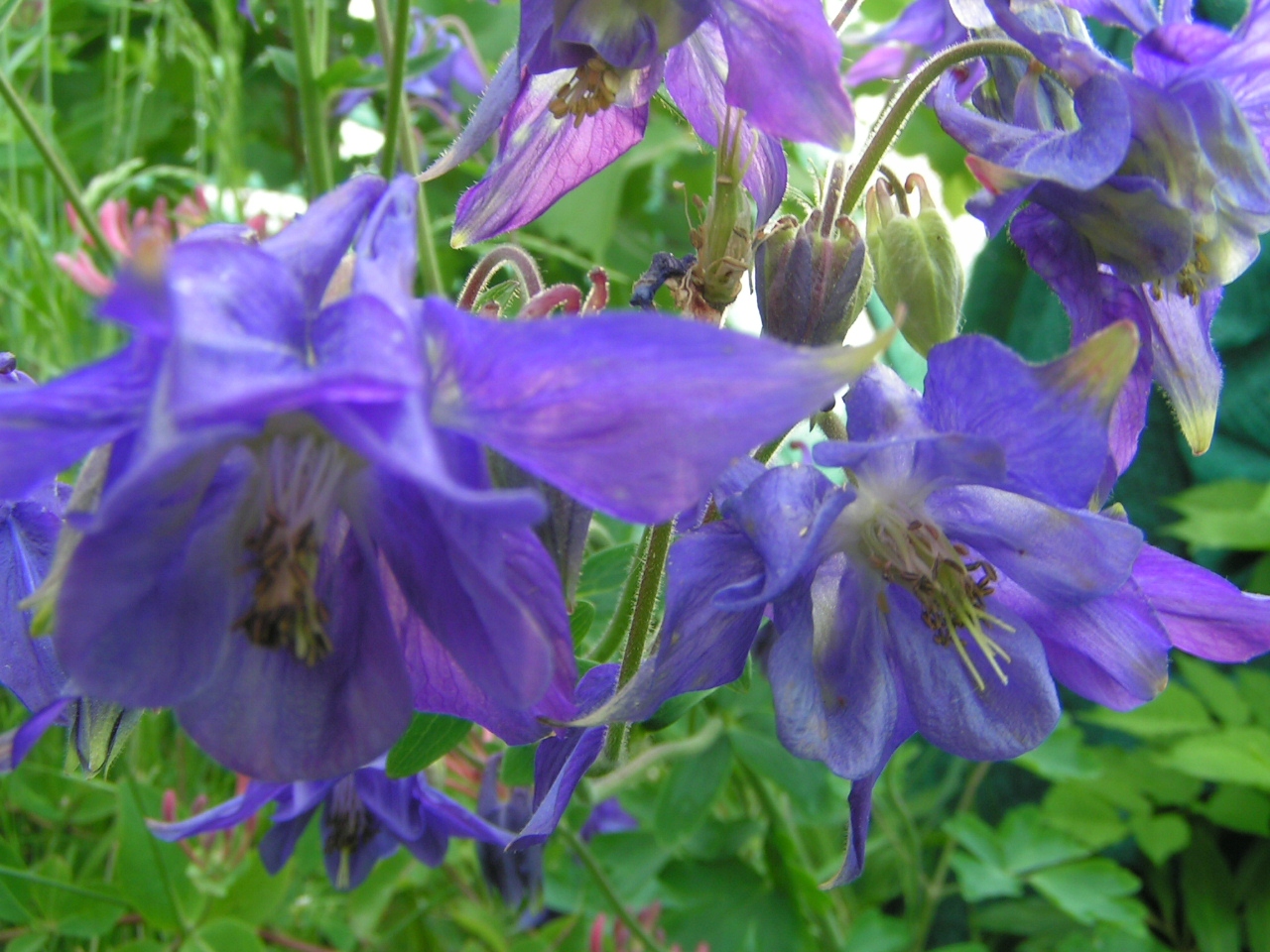 ORLIK ALPEJSKI nasiona, 50 szt • Cena, Opinie • Byliny ozdobne ...