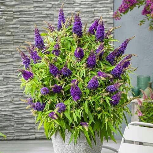 Sadenica Budleja 'Butterfly Candy Little Ruby' 30-40 cm, kvetináč 3-5l ...