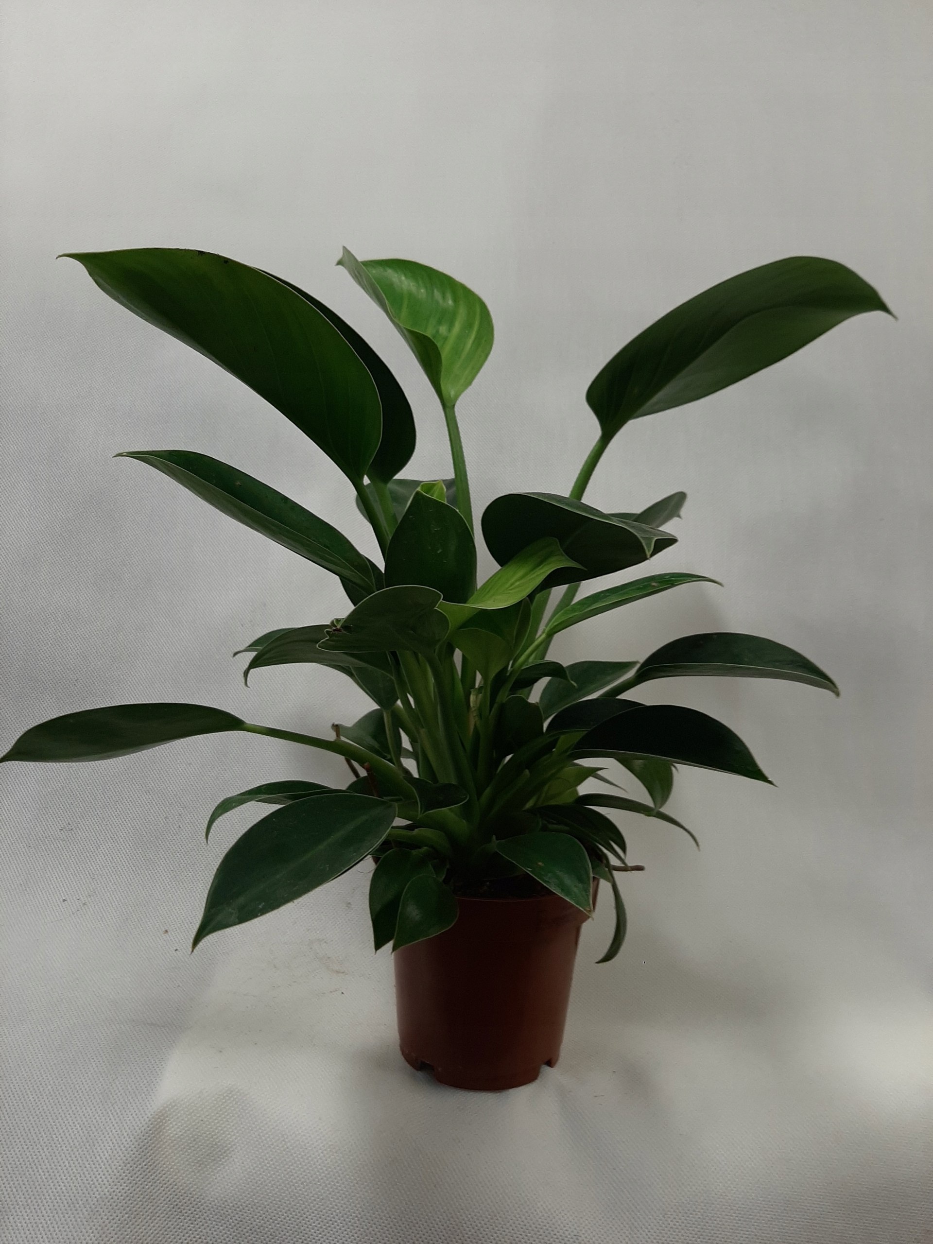 Filodendron Philodendron 'Green Princess' Filodendron sadzonka w ...