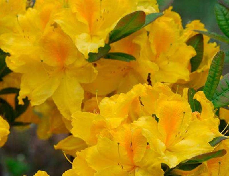 Azalia wielkokwiatowa LIMETTA pachnąca PIĘKNE ŻÓŁTE KWIATY SADZONKA ...