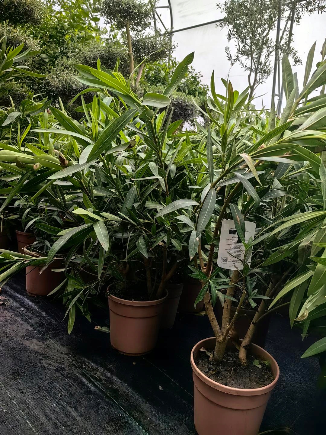 Oleander biały sadzonka w pojemniku 3-5l 50-80 cm • Cena, Opinie ...