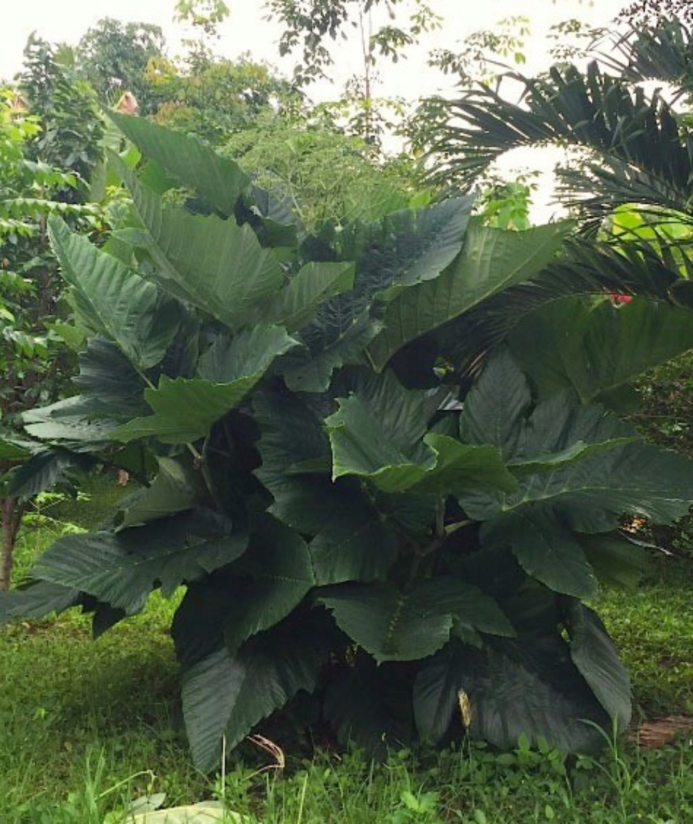 Roślina Uszy Słonia - Niska cena na Allegro.pl