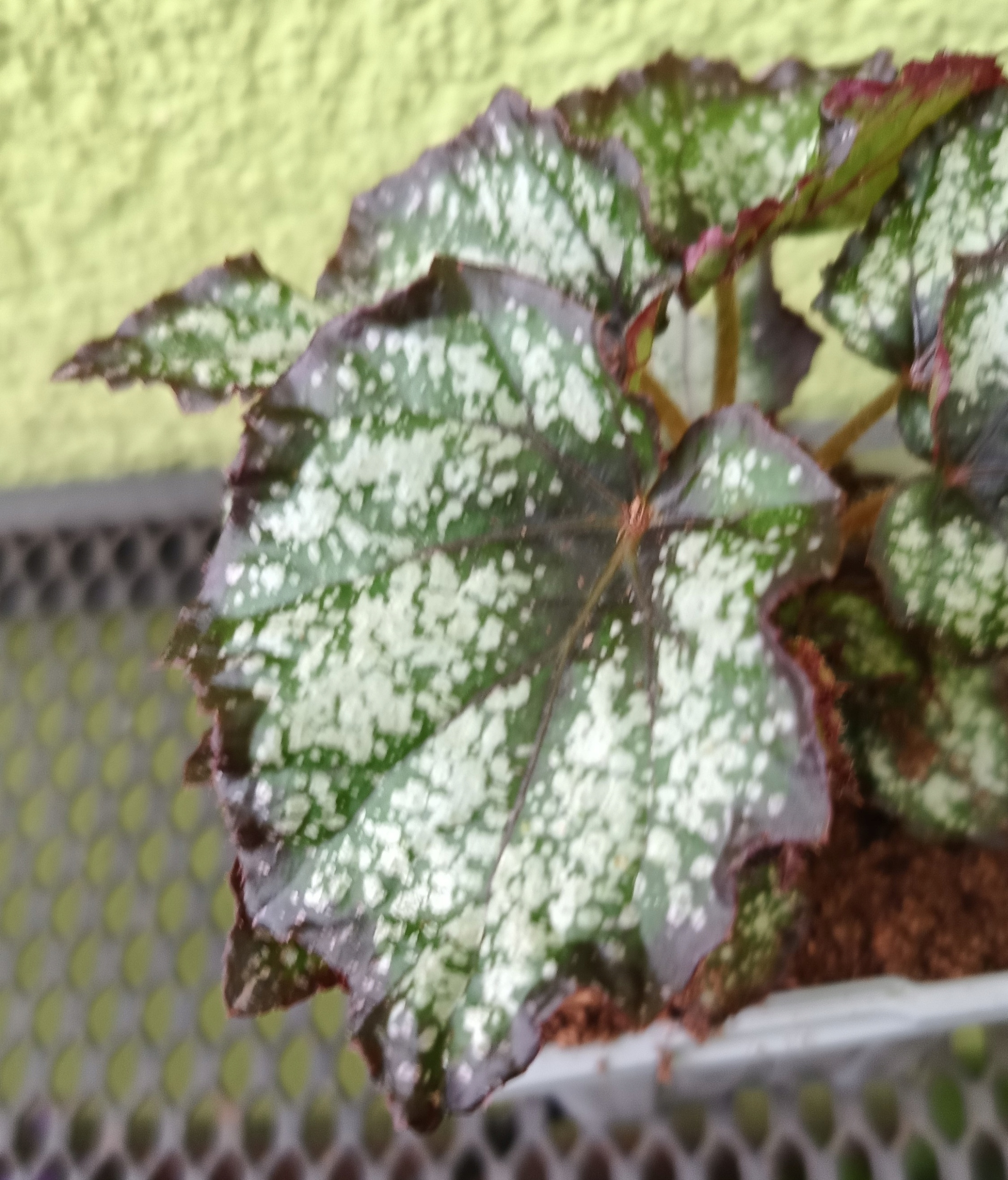 Green Gate Sonia - Niska cena na Allegro