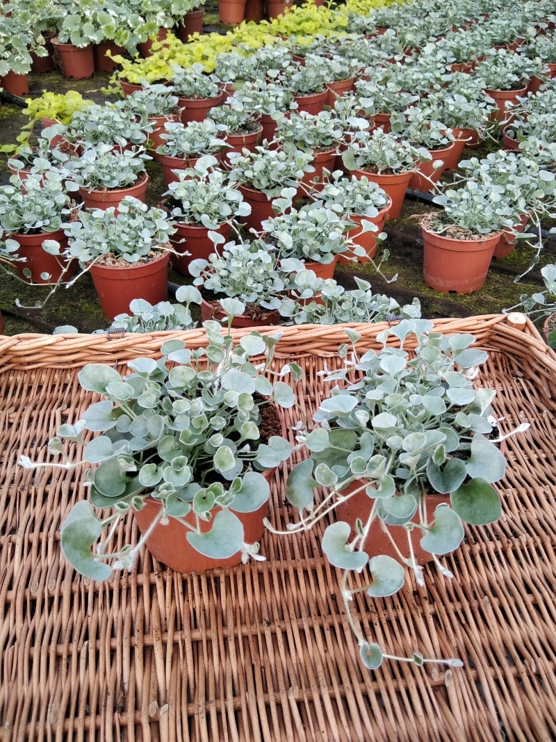 Dichondra srebrzysta zwisająca sadzonka (Dichondra) • Cena, Opinie ...