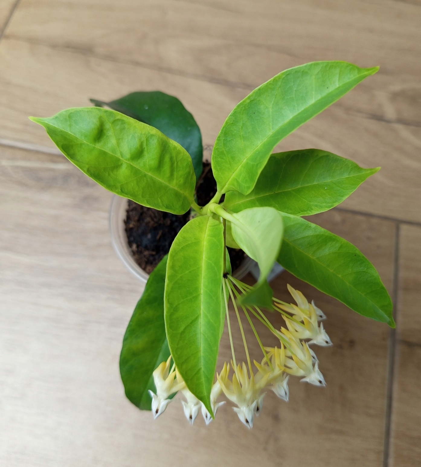 Hoja Multiflora - Niska cena na Allegro