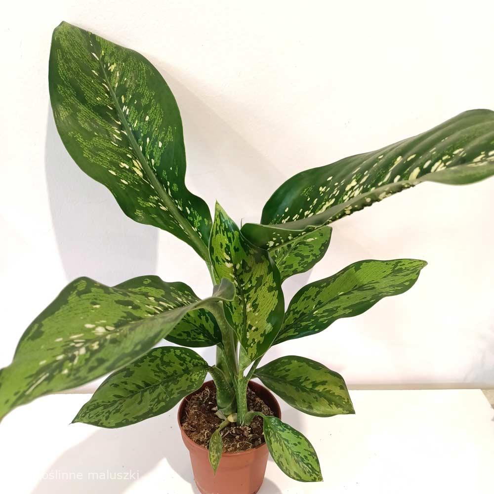 Dieffenbachia Crocodile-difenbachia roz.M • Cena, Opinie • Rośliny ...