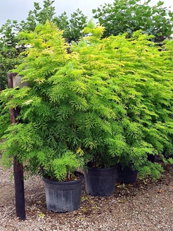 bez Czarny "golden Tower", - Drzewa i krzewy liściaste - Największy ...