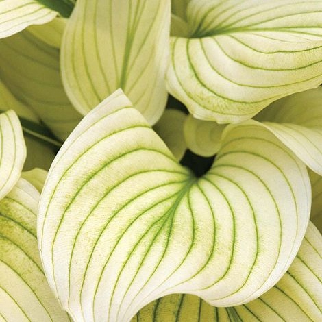 Funkia-Hosta WHITE FEATHER piękna BIAŁA odmiana (5904873410452) • Cena ...