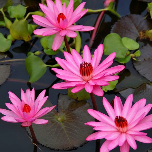 Leknín - Semena rostlin - Allegro