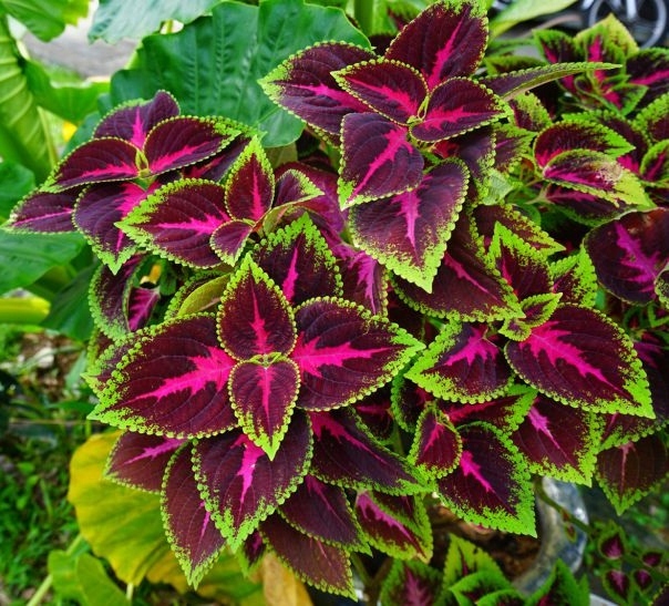 KOLEUS ALLIGATOR NIEZWYKŁA POKRZYWA. • Cena, Opinie • Rośliny ozdobne ...