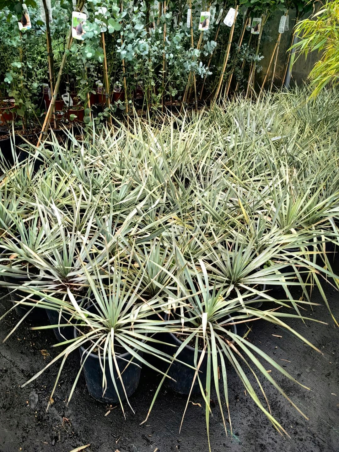 Juka Rostrata – Yucca Rostrata • Cena, Opinie • Byliny ozdobne ...