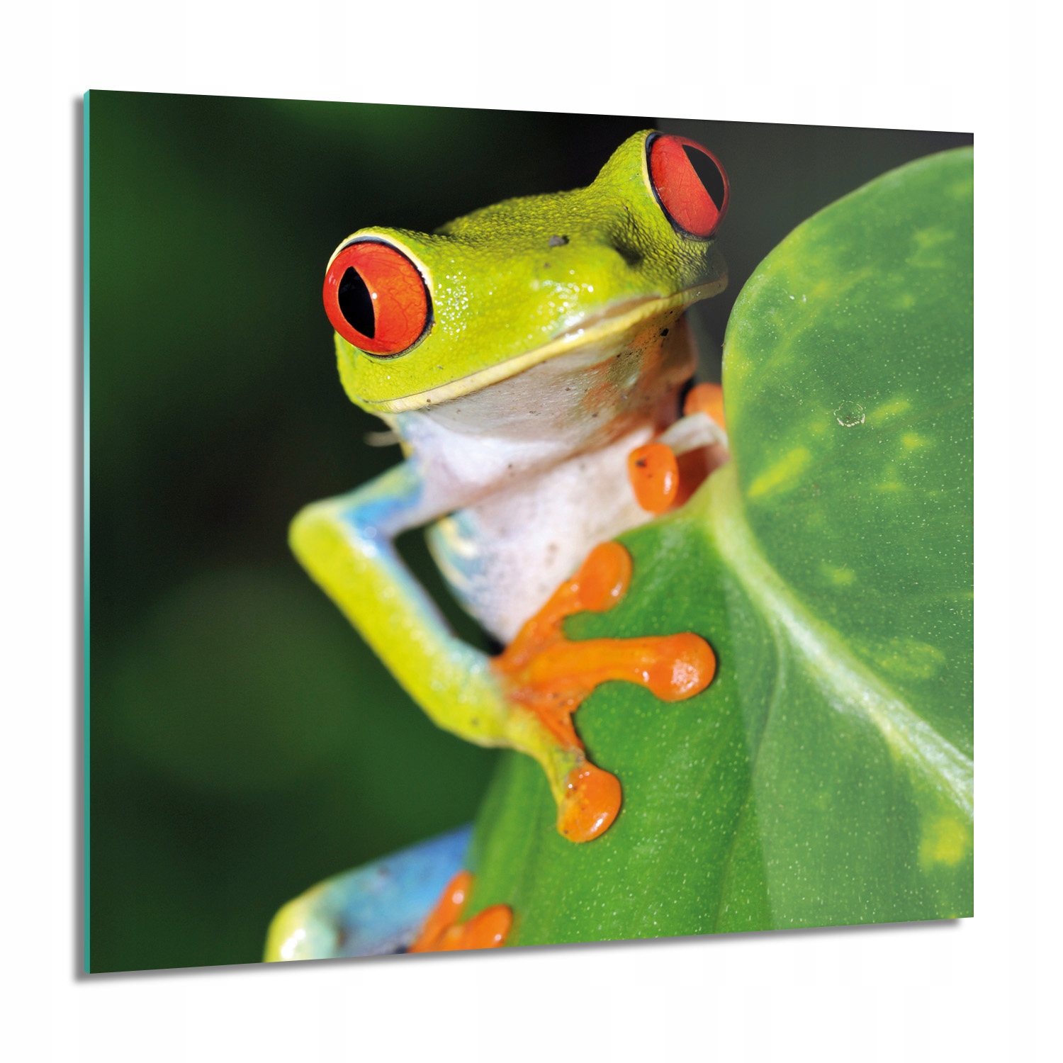 Żaba płaz liść Obraz szklany ścienny 60x60 grafika 13723012821 - Allegro.pl