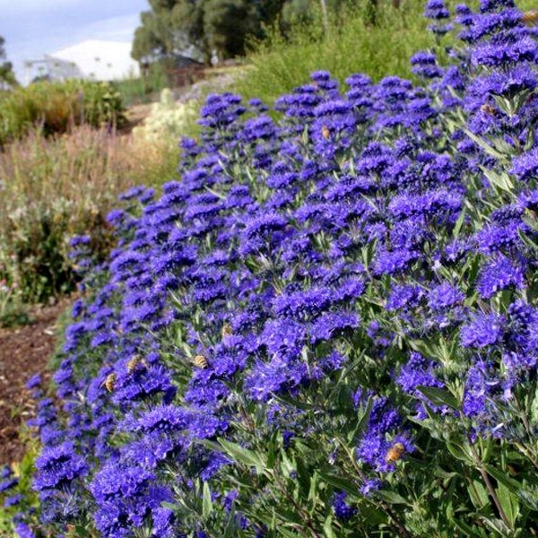 Barbula klodońska niebieski sadzonka w pojemniku 0,5-1l 10-20 cm • Cena ...