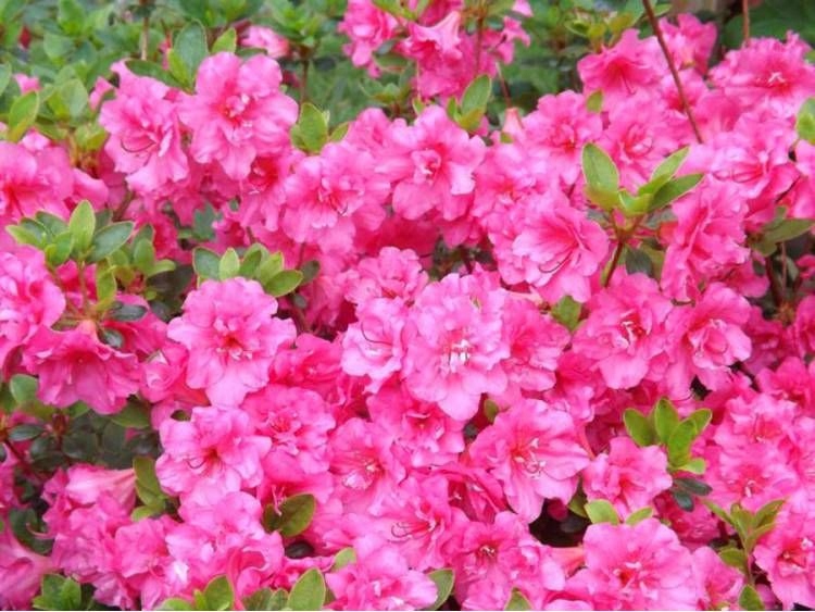 Różaneczniki i azalie sadzonka w pojemniku 1-2l 5-30 cm • Cena, Opinie ...