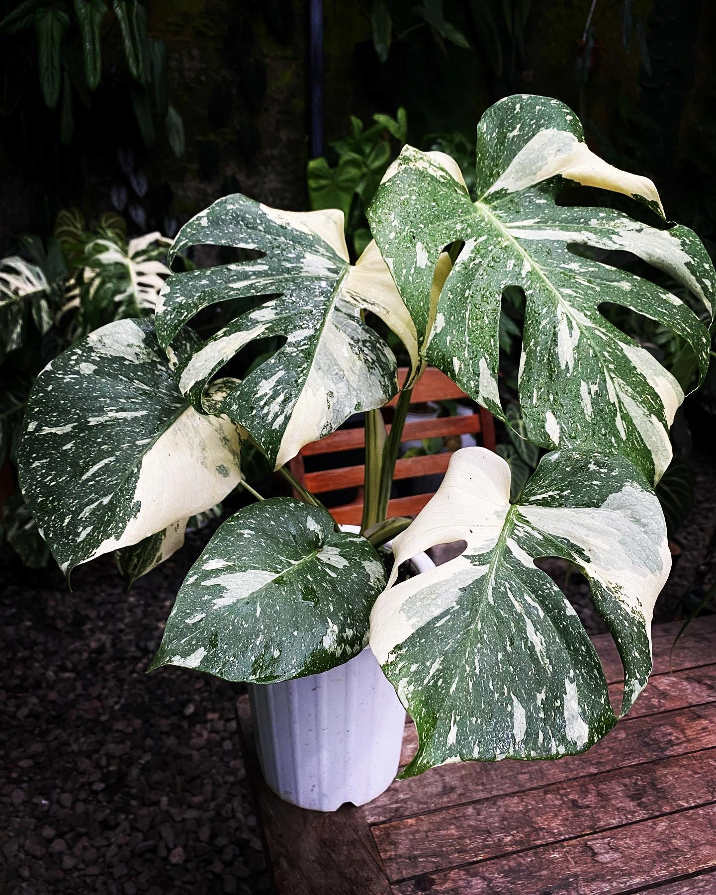 Monstera Thai Constellation - Niska cena na Allegro