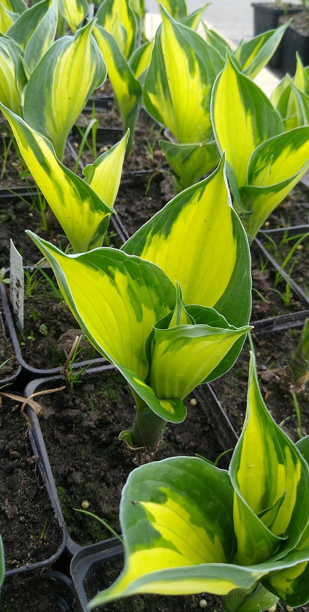 FUNKIA COLORED HULK NOWOŚĆ Hosta do ogrodu 12387446713 - Allegro.pl