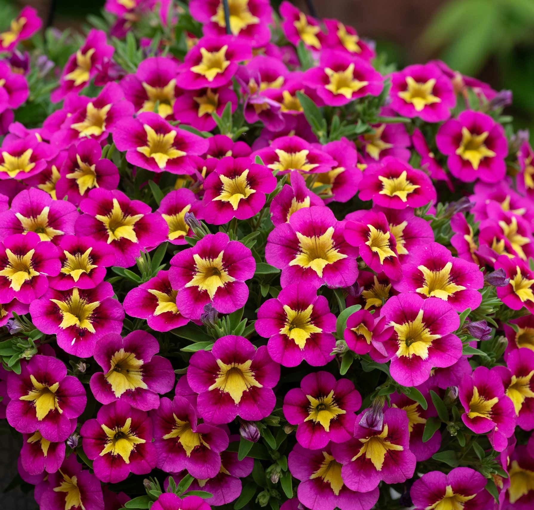 Calibrachoa Mini Surfinia Cabaret Early Bumble Bee Hot Pink zestaw 6 ...