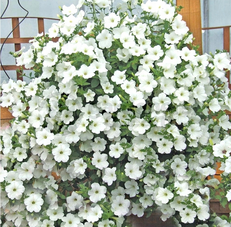Biała Surfinia kaskadowa wisząca petunia sadzonka • Cena, Opinie ...