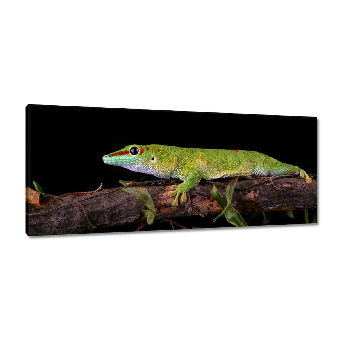 Festmények 100x40 Madagaszkár gekkó za 7855.00HUF-ért - Allegro