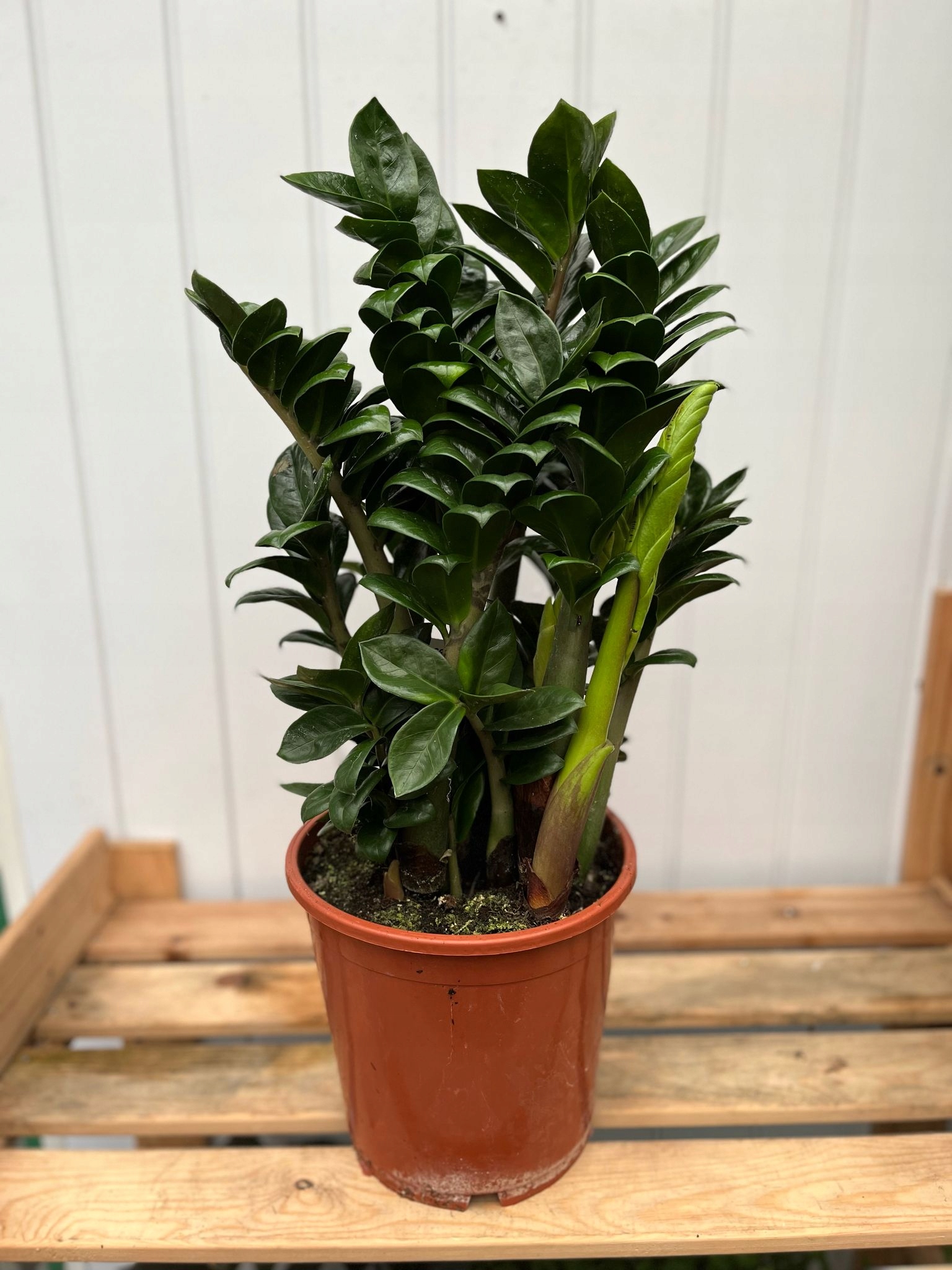 Zamioculcas Zenzi XL • Cena, Opinie • Rośliny doniczkowe 17335753172 ...
