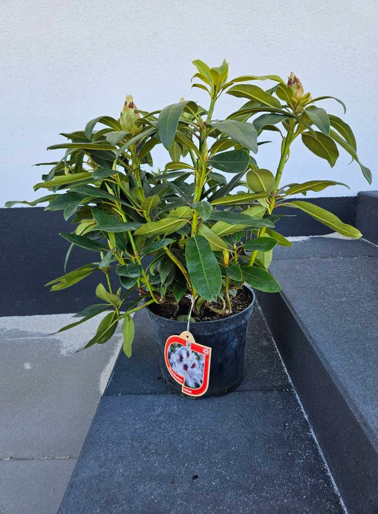 Różanecznik rododendron Calsap • Cena, Opinie • Drzewa i krzewy ...