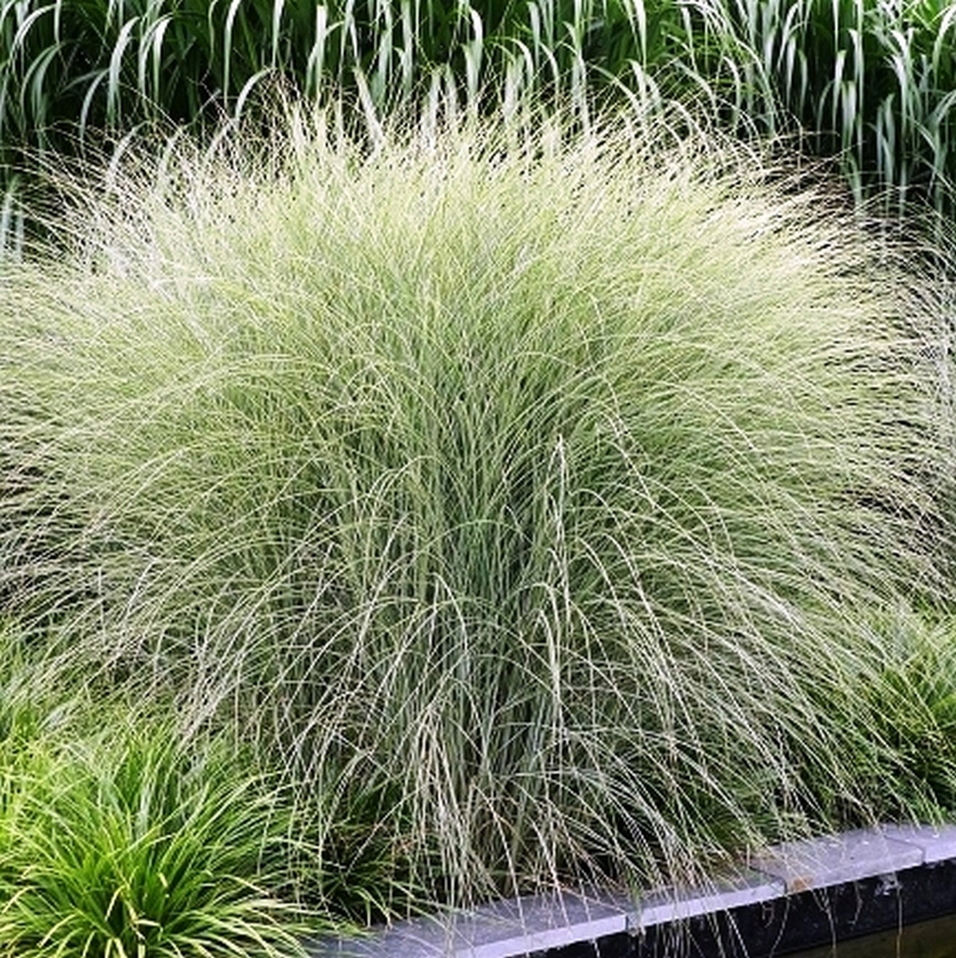 MISKANT CHIŃSKI ODM. MORNING LIGHT SADZONKA W P9 • Cena, Opinie • Trawy ...