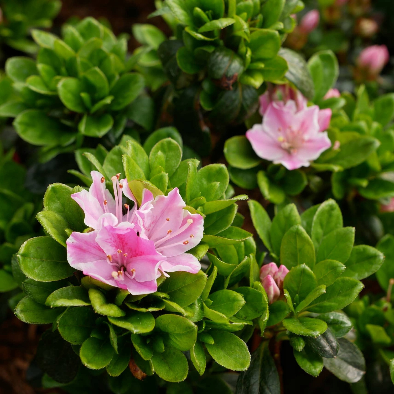 Różaneczniki i azalie sadzonka w pojemniku 1-2l 10-30 cm • Cena, Opinie ...