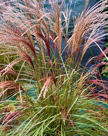 MISKANT Chiński RUBY CUTE Pięknie Przebarwiająca Się Trawa Sadzonki 0,4L • Cena, Opinie • Trawy ...