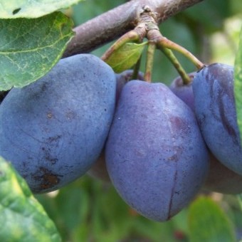 Sliwka Wegierka - Niska cena na Allegro