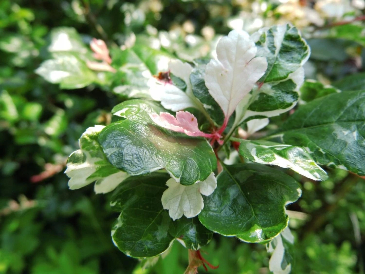 Hloh prostřední Gireoudii • Cena, Opinie - Allegro