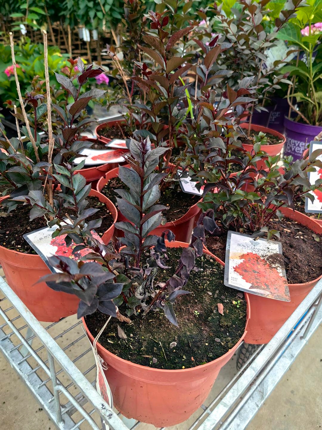 Lagerstroemia indica - BLACK DIAMOND Best Red - mocno czerwona • Cena, Opinie • Drzewa i krzewy ...