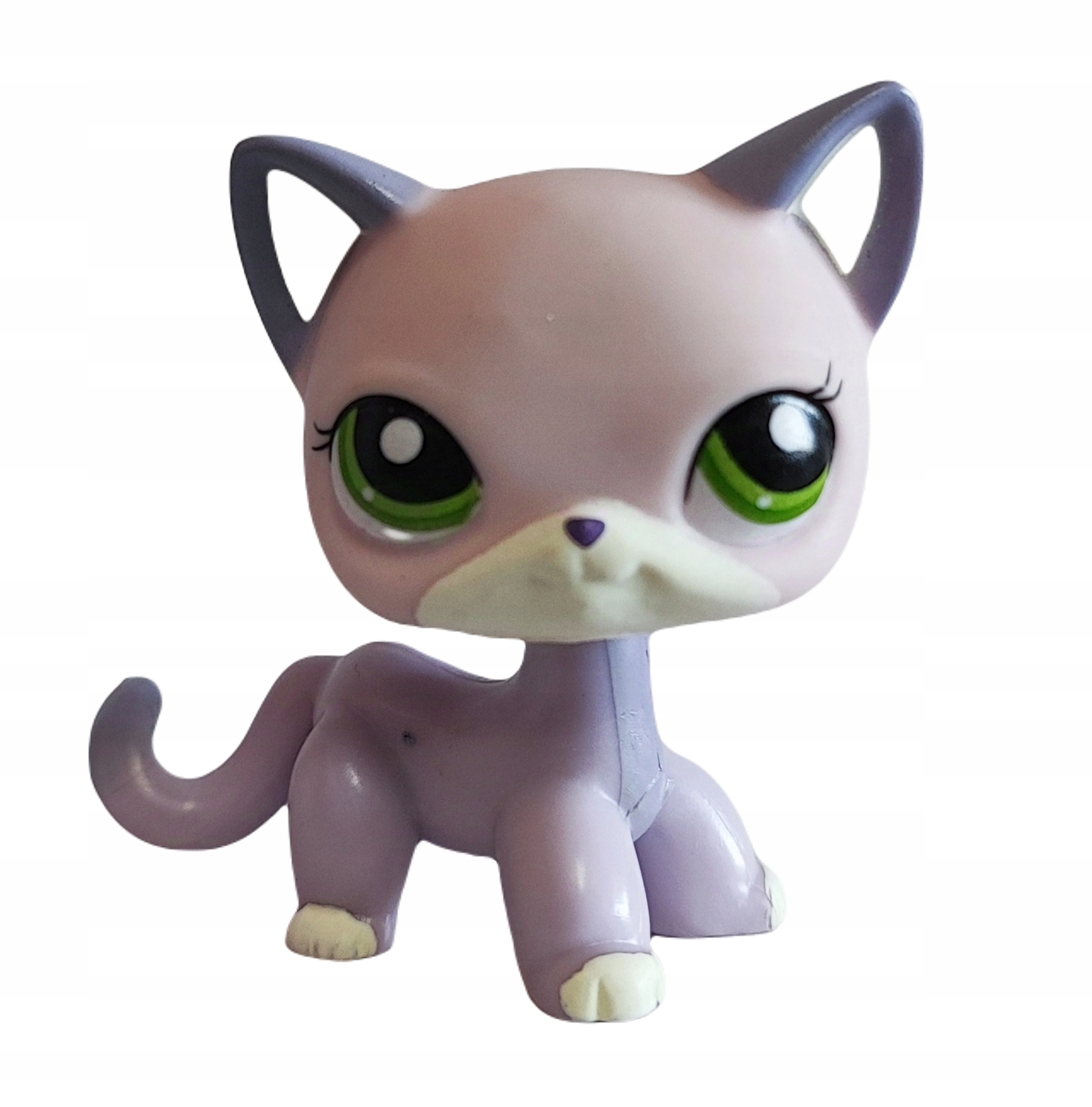 Lps Shorthair - Niska cena na Allegro.pl