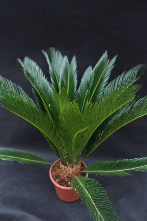 WIELKIA PALMA CYCAS CYKAS REVOLUTA SAGOWIEC GIGANT • Cena, Opinie ...