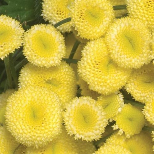 Złocień maruna, Chrysanthemum parthenium • Cena, Opinie - Allegro