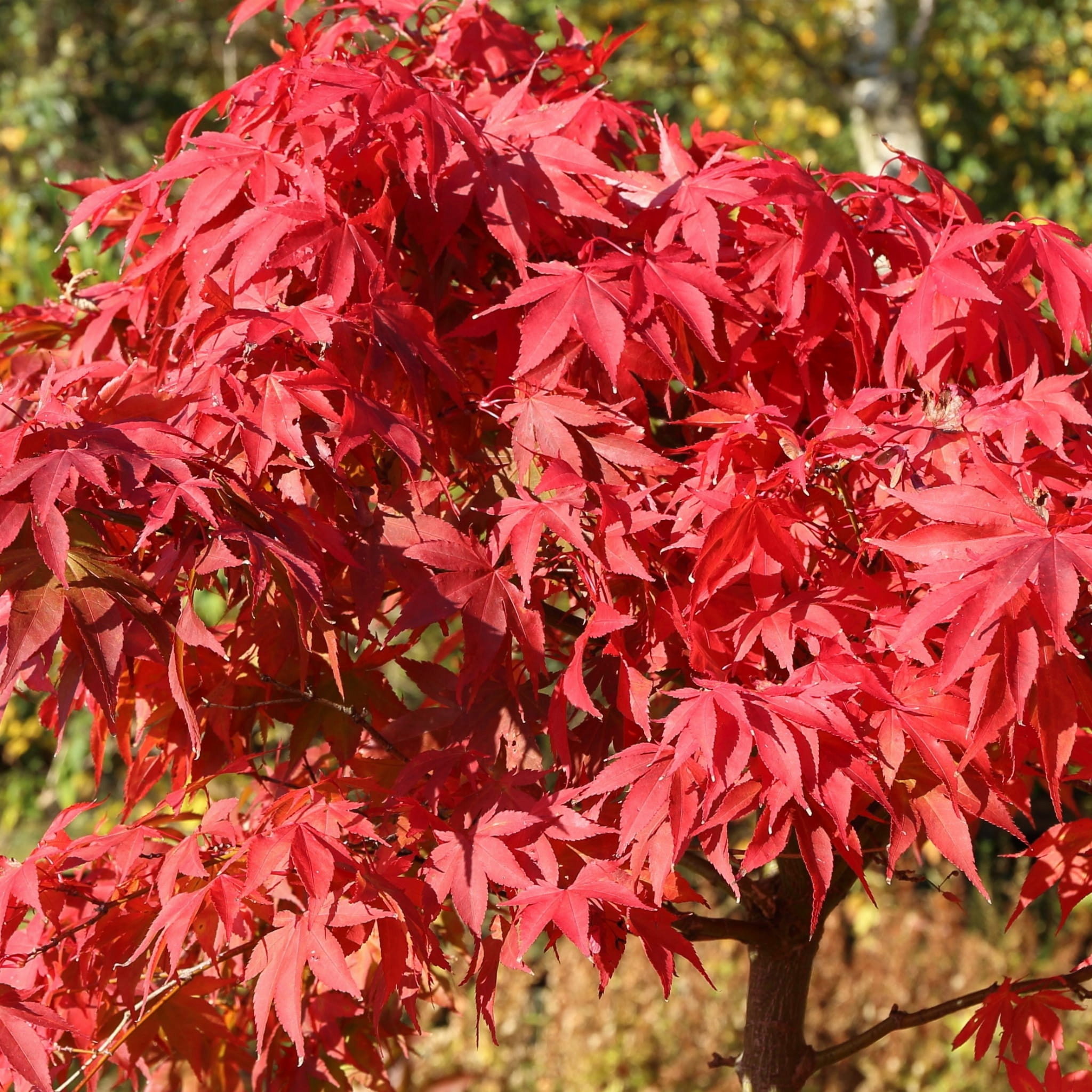 Klon palmowy CZERWONY Acer palmatum Atropurpureum (PR-920C-31691 ...
