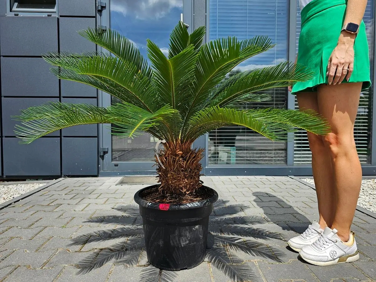 CYCAS REVOLUTA PALMA SAGOWIEC 110CM CYKAS PALMY ROŚLINA WEWNĘTRZNA ...