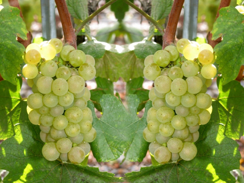 Winorośl Solaris sadzonka w pojemniku 1-2l 30-40 cm • Cena, Opinie ...