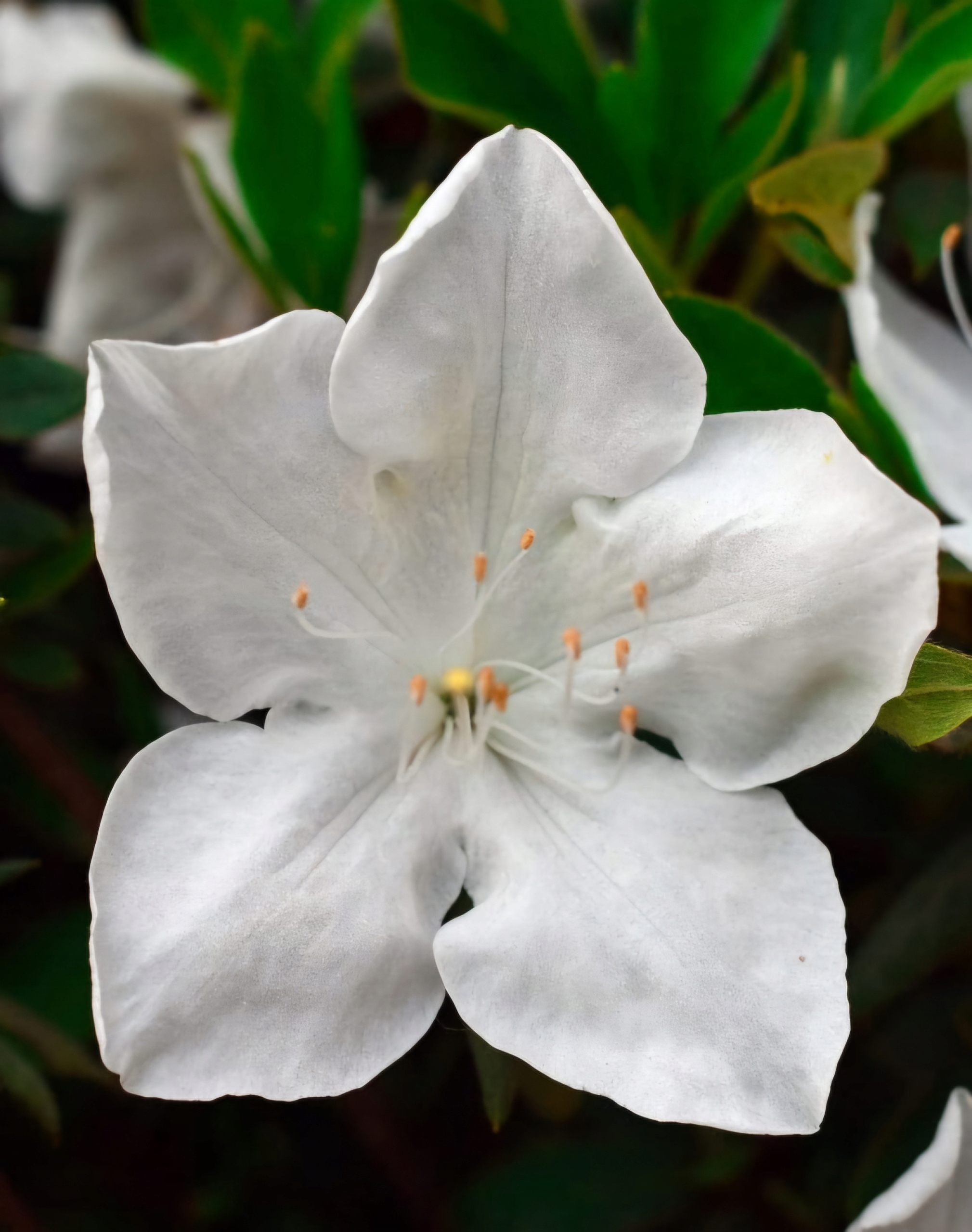 Różaneczniki i azalie biały sadzonka w pojemniku 2-3l 20-20 cm • Cena ...