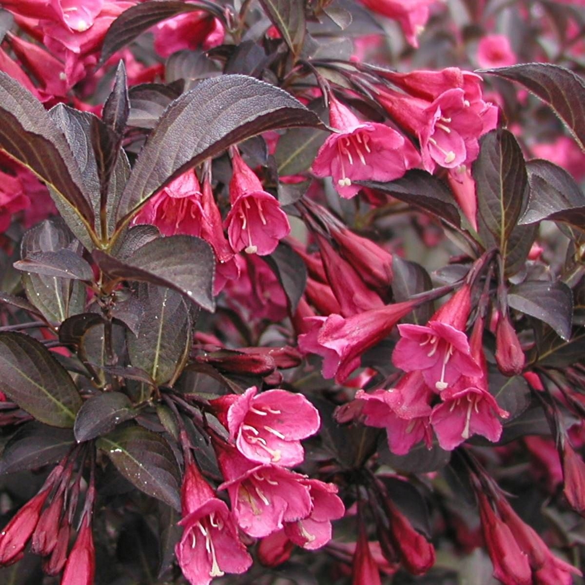 Krzewuszki czarny, różnobarwny, różowy sadzonka w pojemniku 0,5-1l 15 ...