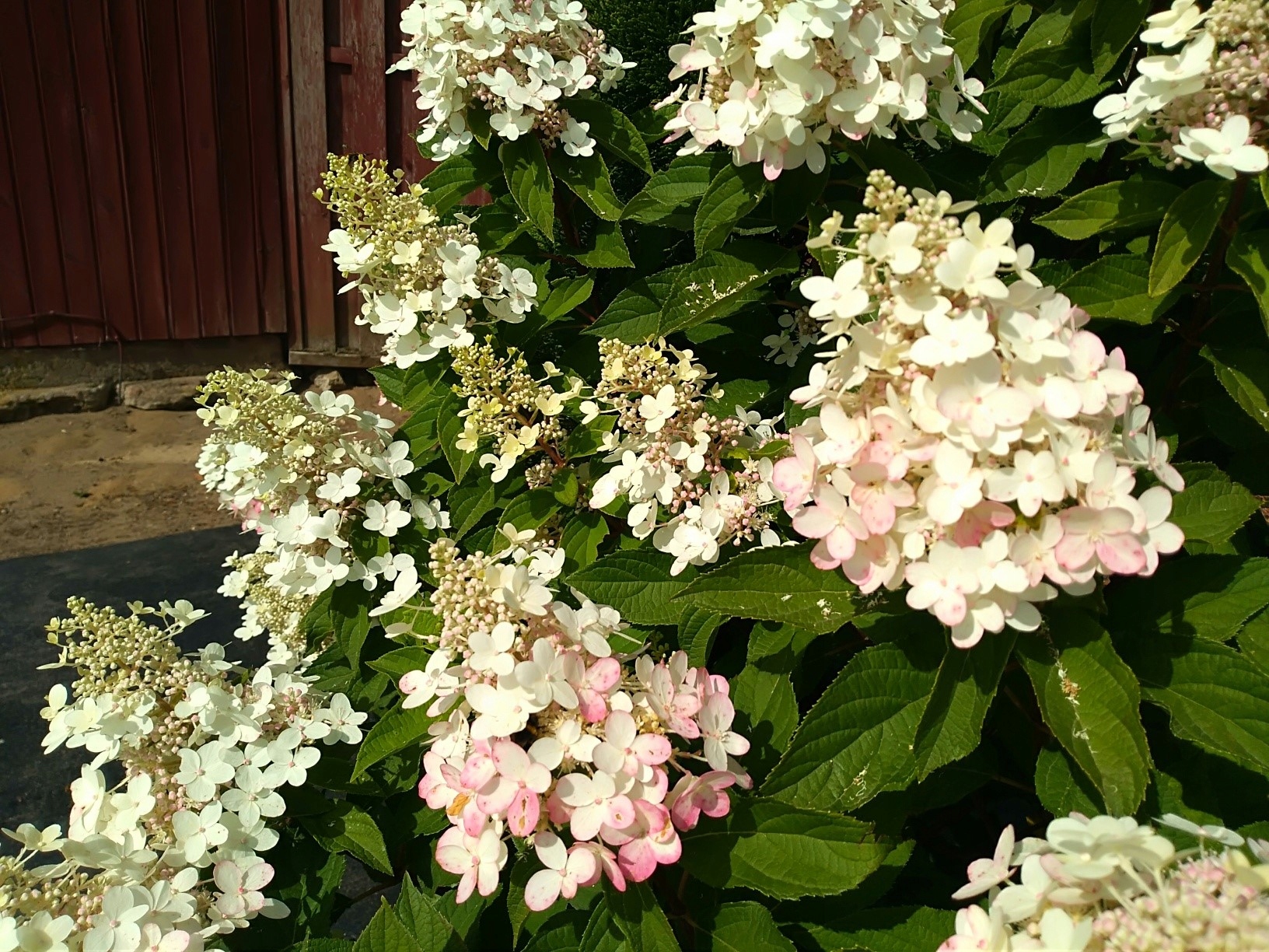 HORTENZIE KYTICE PANDRIA za 80.00CZK - Allegro