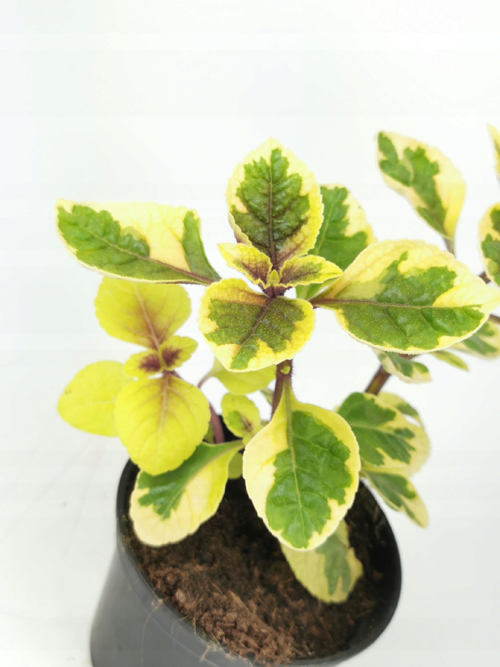 Komarzyca Plektrantus Cytrynowy sadzonka • Cena, Opinie • Rośliny ...