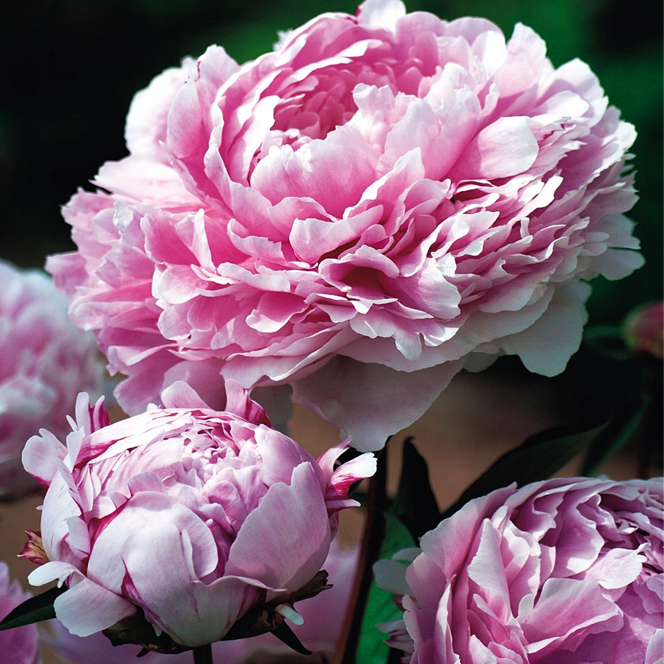 Piwonia Sarah Bernhardt 1 szt Piwonie Sadzonki Sadzonka Pachnące ... Piwonia Sarah Bernhardt 1 szt Piwonie Sadzonki Sadzonka Pachnące ...