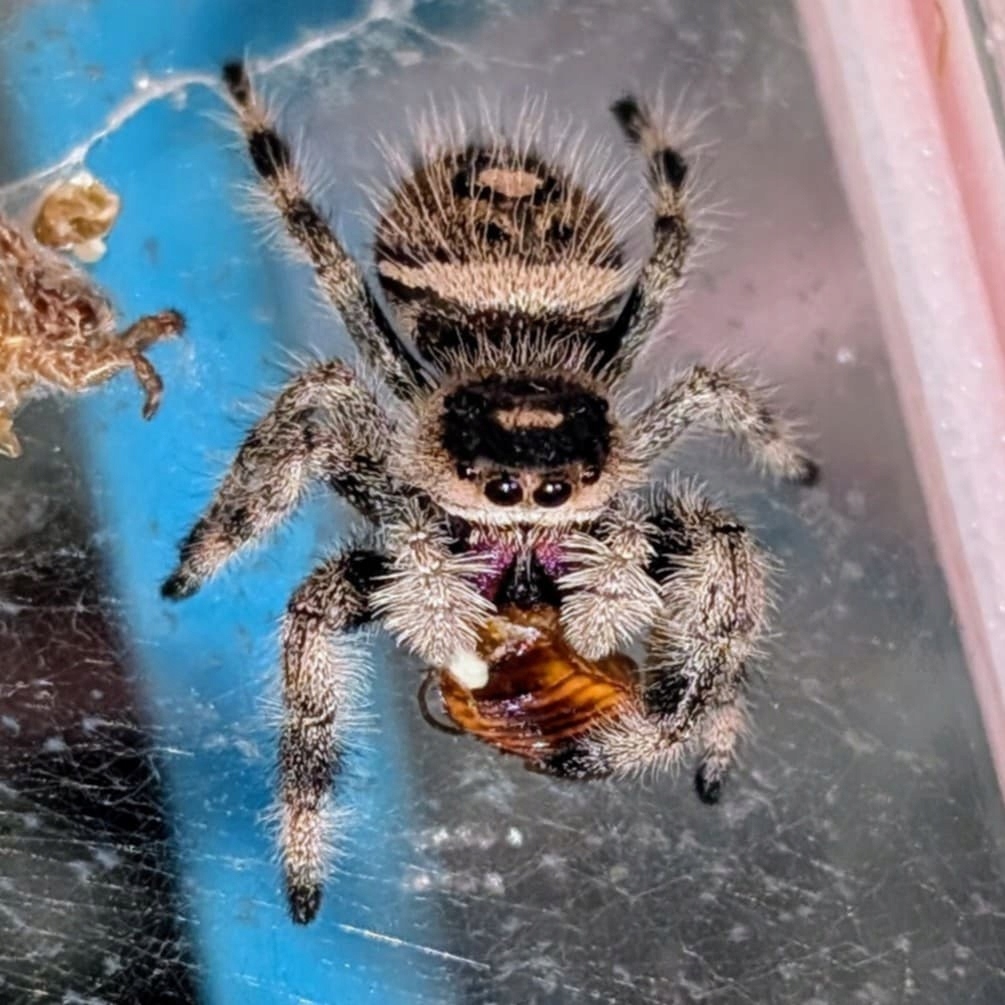 Skakun Phidippus regius bahamas L2/L3 • Cena, Opinie • Pająki 17547025223 • Allegro