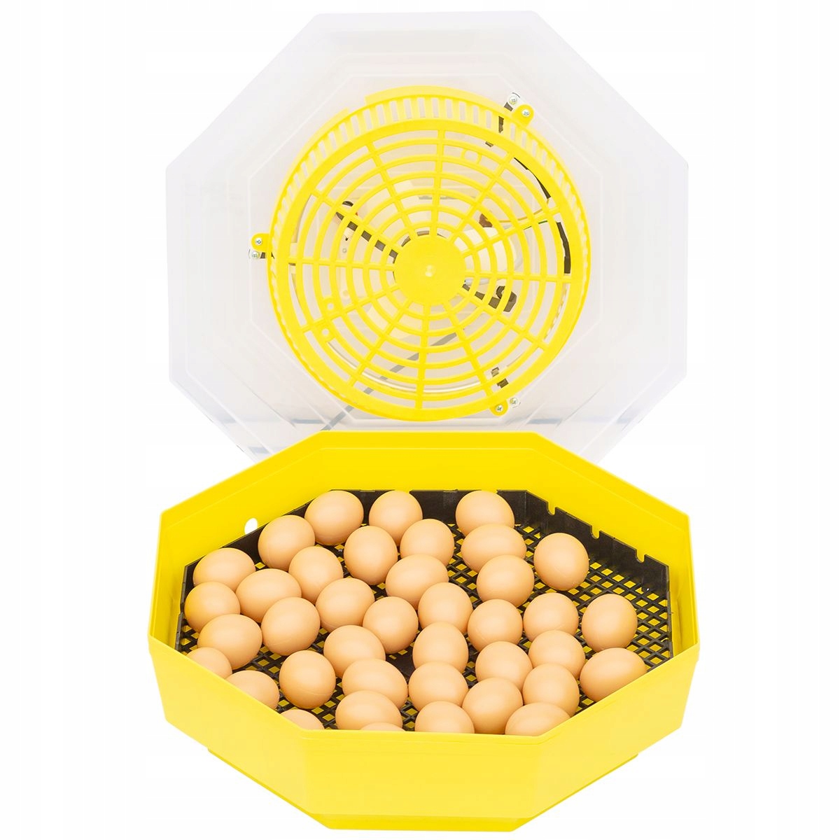 Cleo 5 Inkubator - Niska cena na Allegro.pl