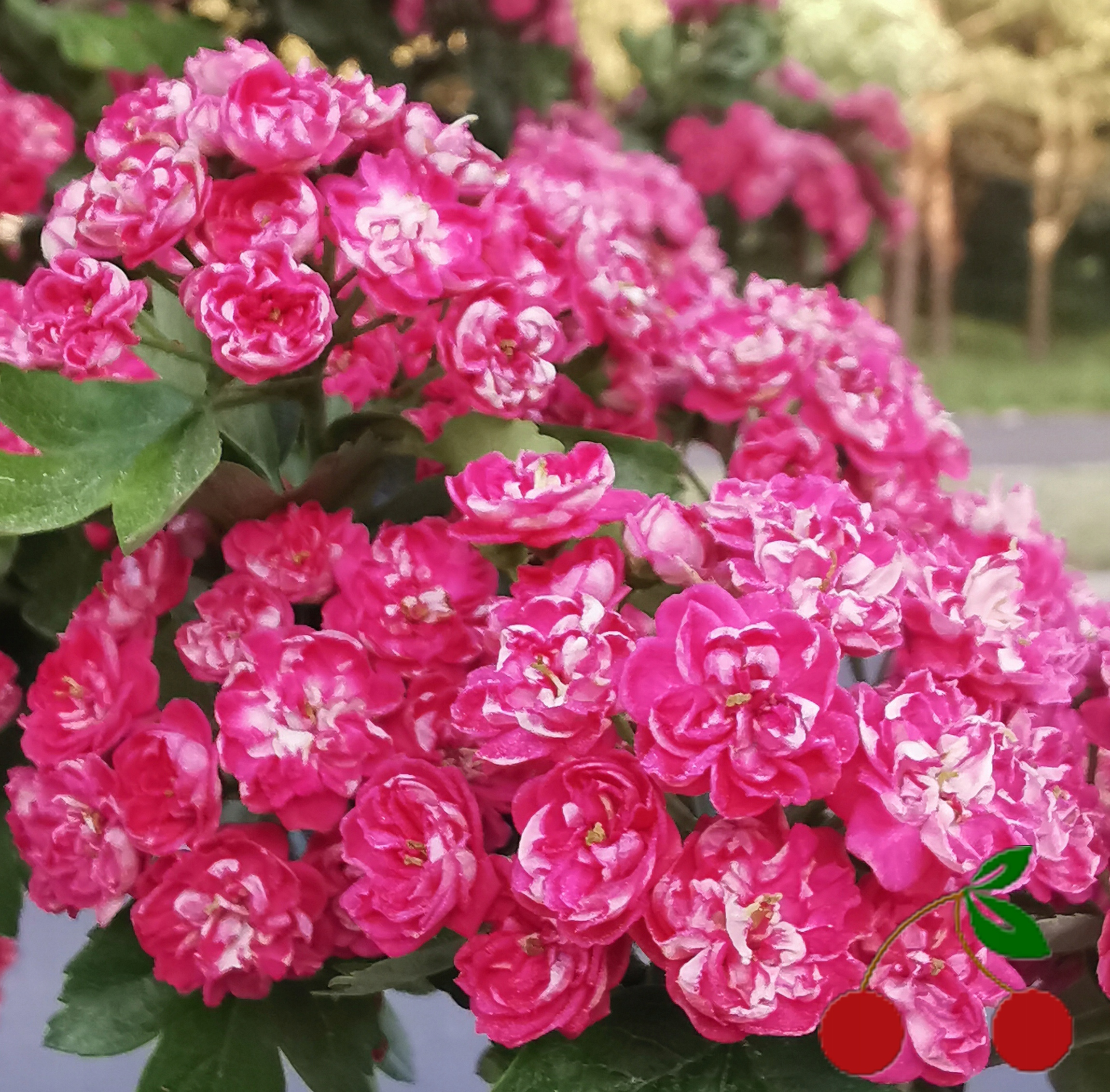 GŁÓG sadzonka w pojemniku 0,5-1l 60-80 cm • Cena, Opinie • Drzewa i ...