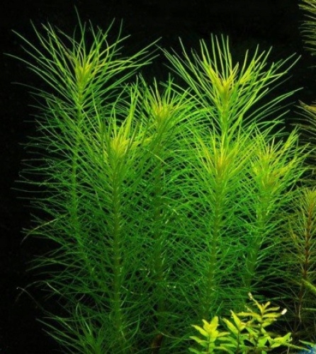 Hundezone Wienflusspromenade - Niska cena na Allegro