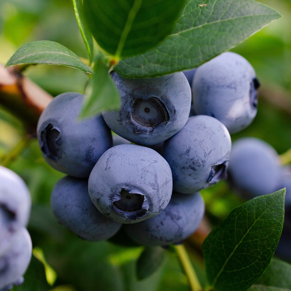 Americká borůvka 'Bluecrop' 3-letá C2 za 91.00CZK - Allegro